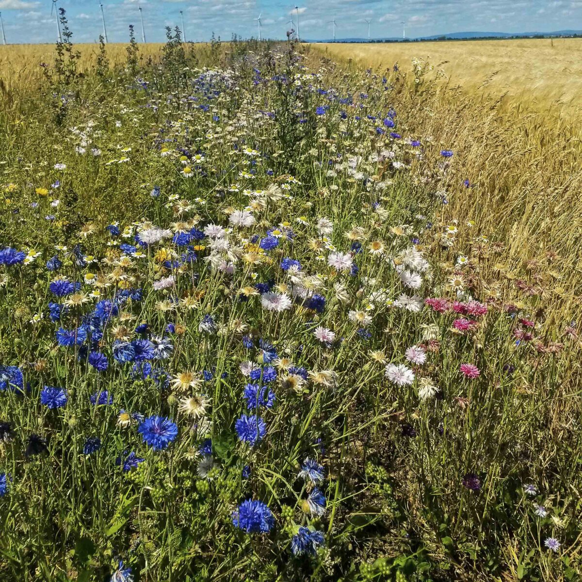 AB8/IPM2/CIPM2 Flower Rich Areas and Margins | Greenland Seeds