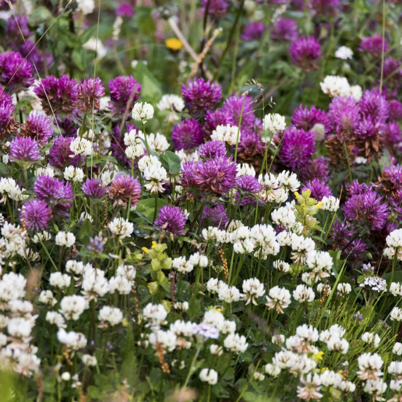 GS4/SAM3/CSAM3 Legume and Herb Only Mix (NO GRASSES) | Greenland Seeds