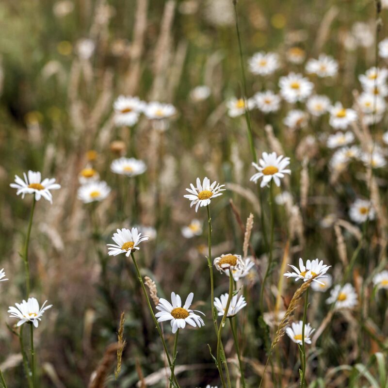 GS8 (i) Species Rich Grassland Including Legumes and Wildflowers | Greenland Seeds